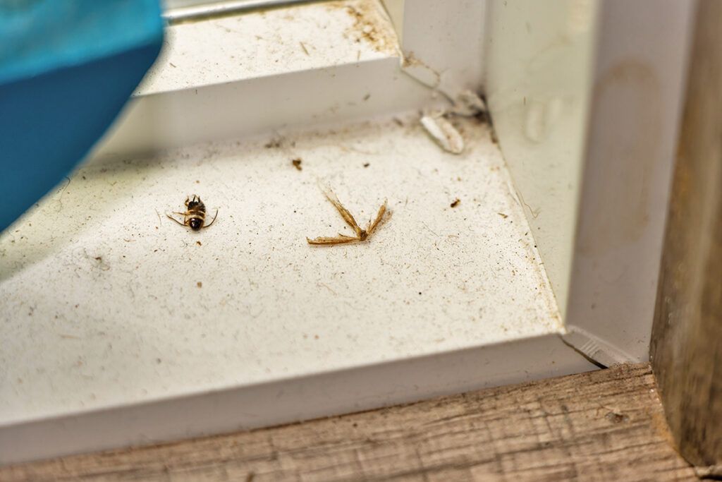 6 Early Warning Signs of a Pest Problem Most People Miss - House Outlook