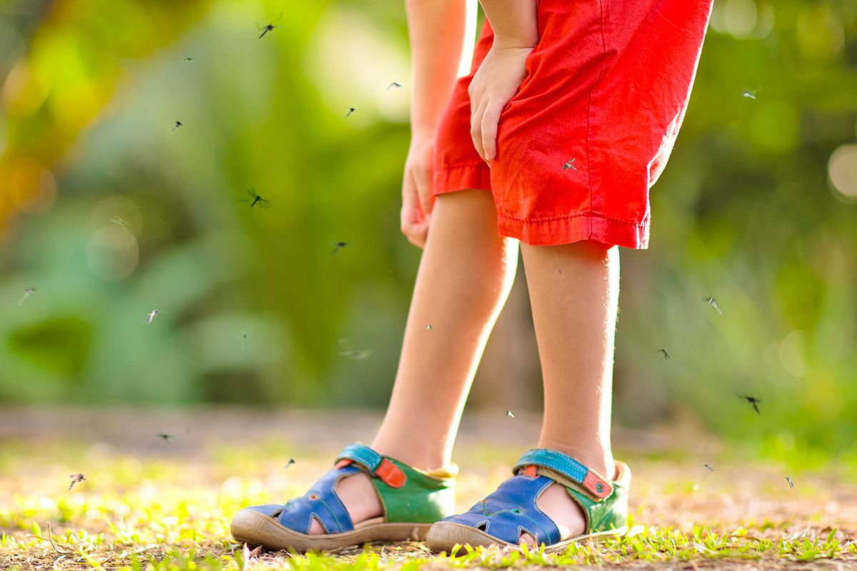 How To Repel Mosquitoes Naturally - Better Report