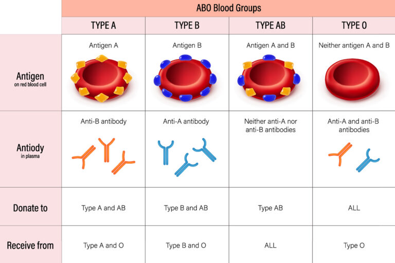 Surprising Ways Your Blood Type Can Affect Your Health | How Everything ...